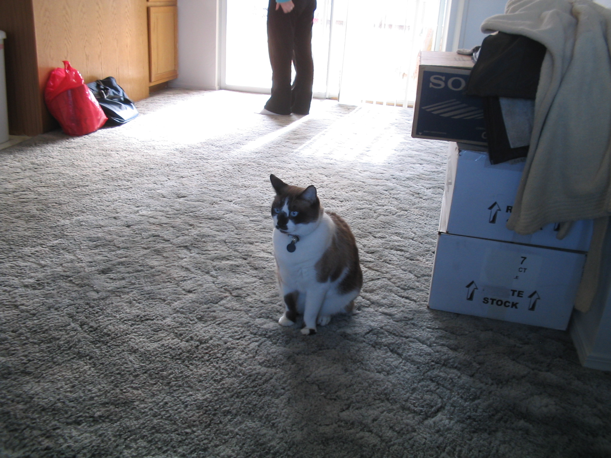 My Jewish Cat and the Art of Guilt – Shari Lopatin