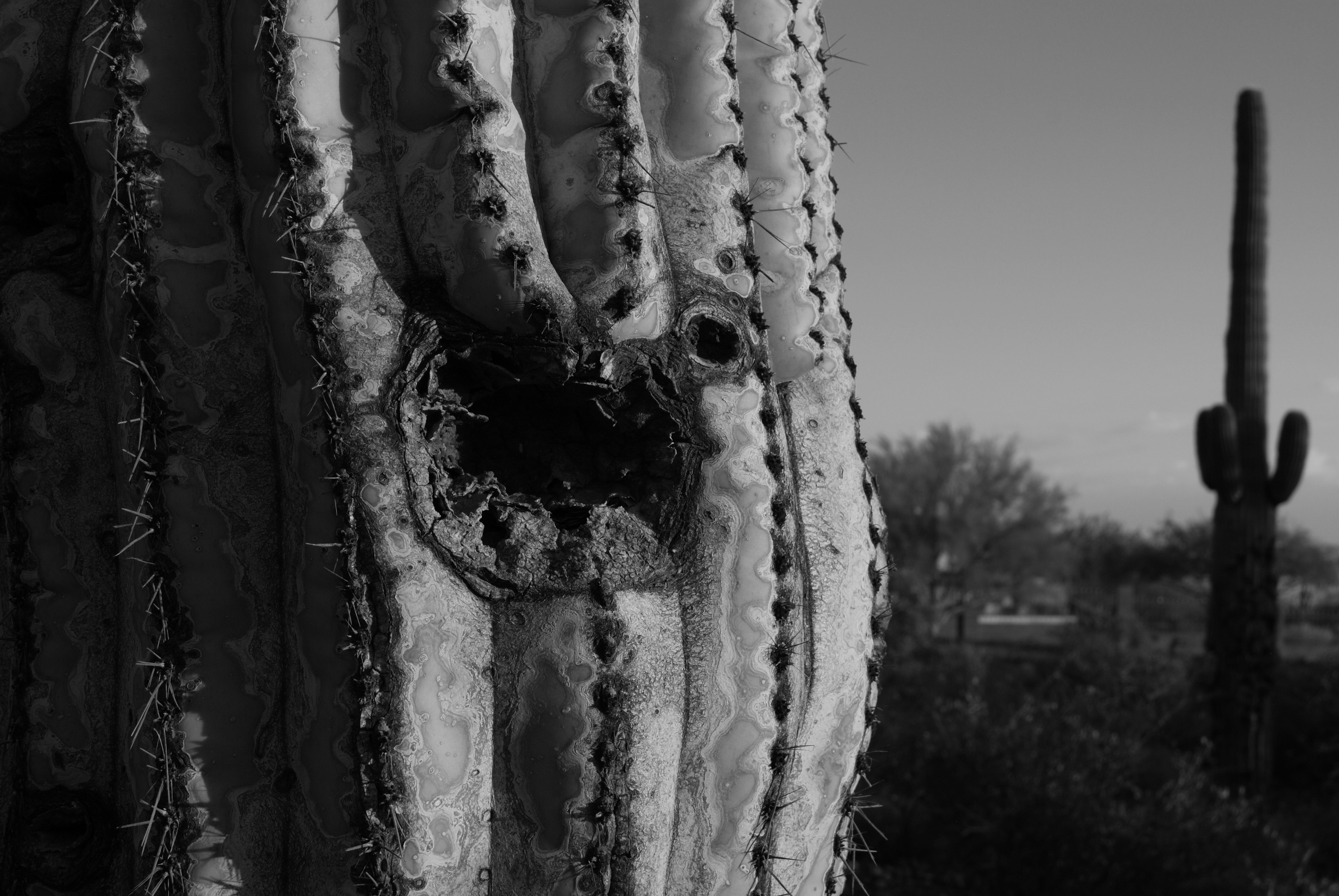 Saguaro Shadow, ©Shari Lopatin, 2012 – Shari Lopatin